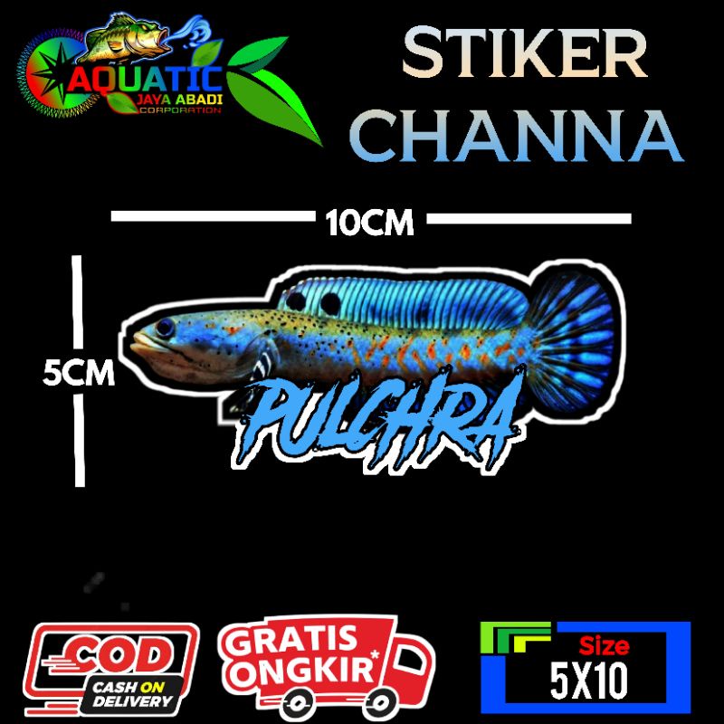 Jual Stiker Channa Pulchra | Shopee Indonesia