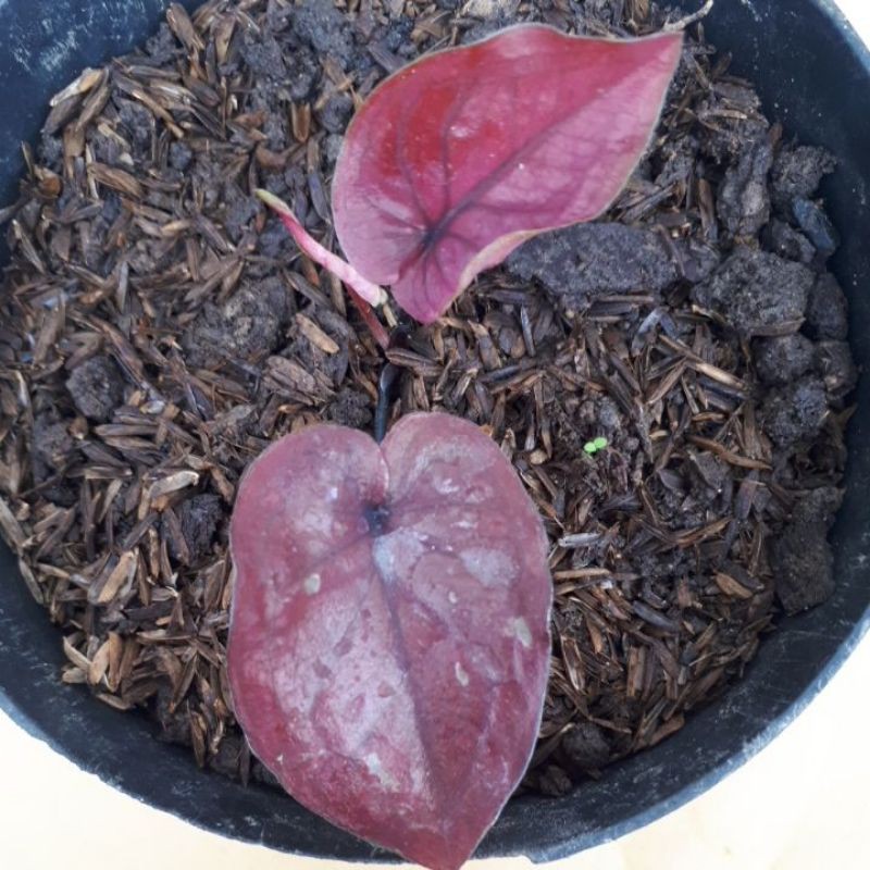 Jual caladium chocolatos / caladium chocolate / keladi cocolate ...