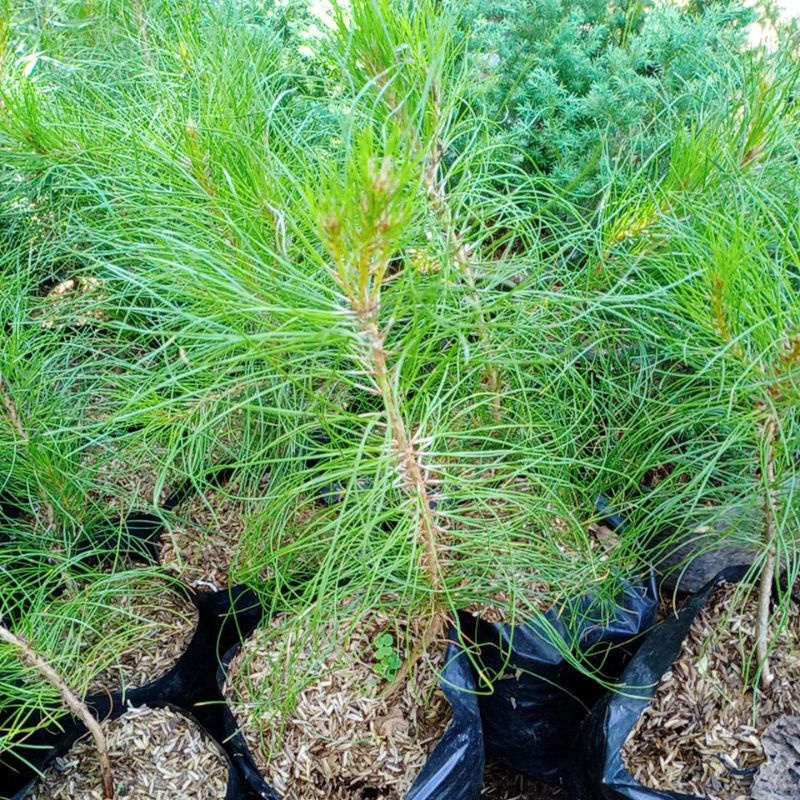 Jual Tanaman Cemara Pinus - Bibit Pohon Pelindung | Shopee Indonesia