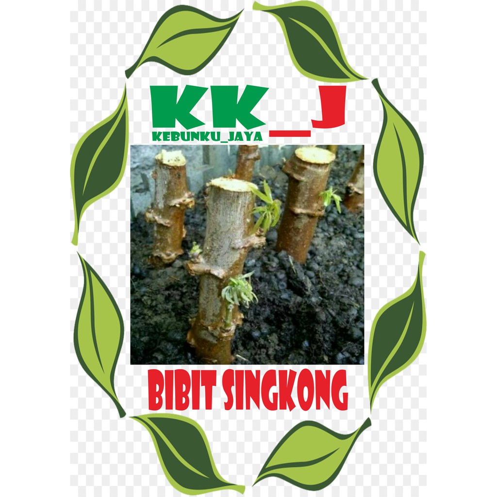 Jual BIBIT STEK SINGKONG MENTEGA PILIHAN SUPER KEBUNKU_JAYA | Shopee ...