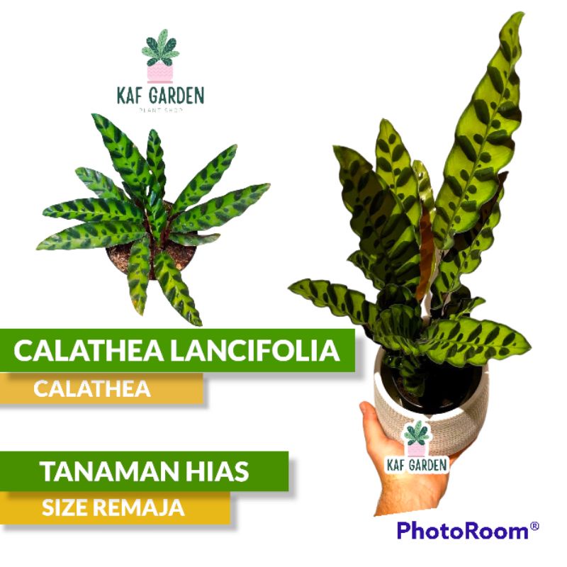 Jual Calathea Lancifolia Tanaman Hias Calatea Bulu Ayam Kalatea Tanaman ...