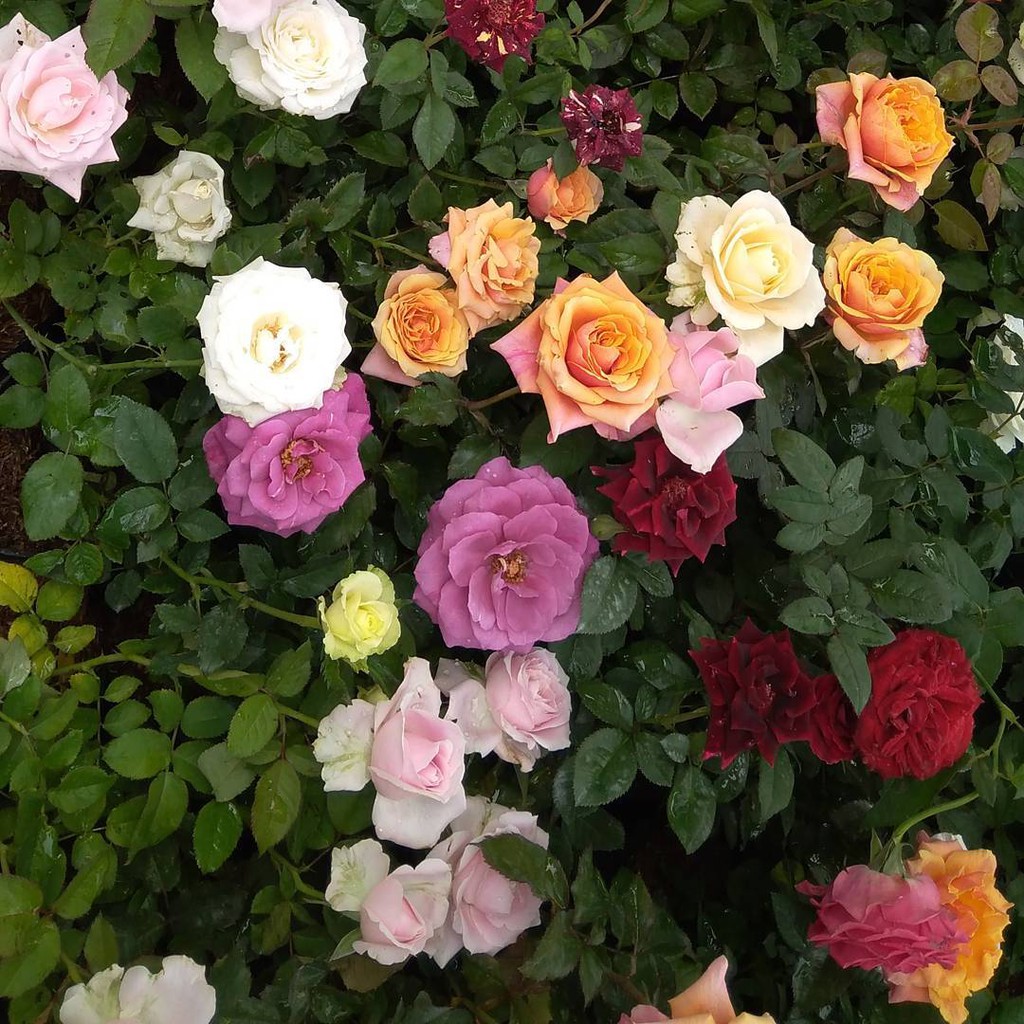 Jual Paket Tanaman Hias Murah BIBIT MAWAR 1 PAKET ISI 10 Kondisi ...