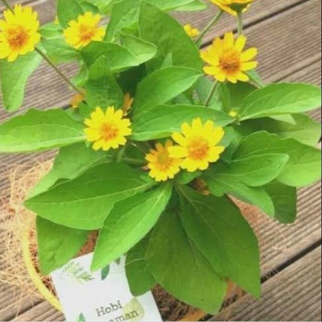 Jual Tanaman hias bunga matahari mini-bunga (seribu bintang) | Shopee ...