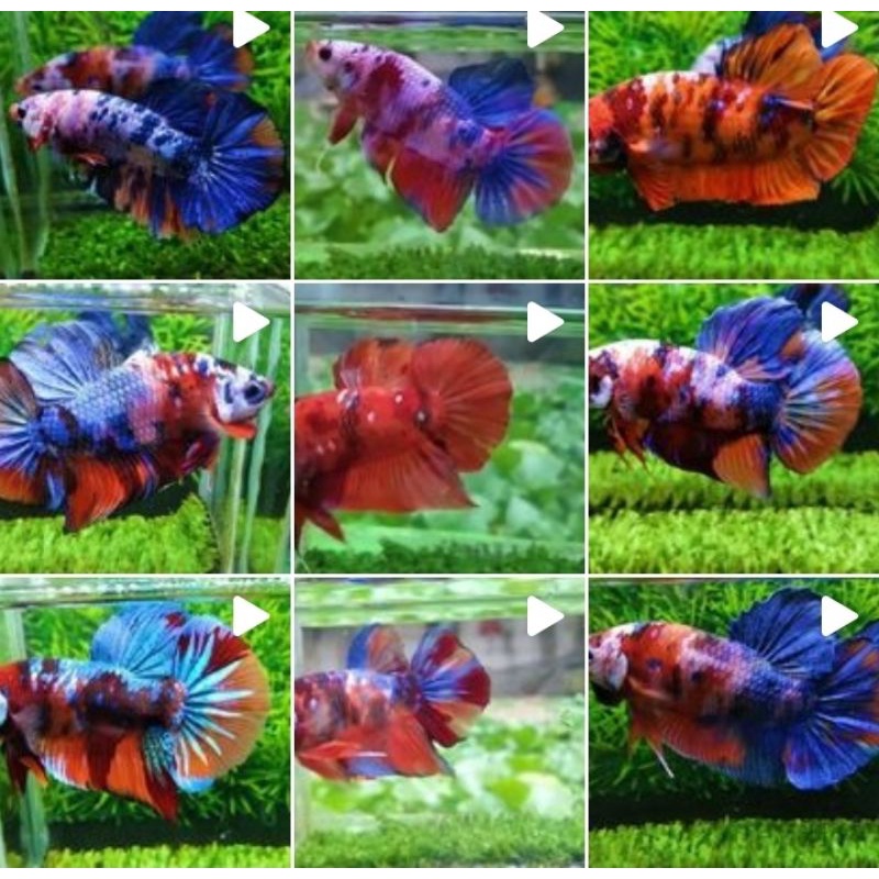 Jual IKAN CUPANG GIANT MULTICOLOUR | Shopee Indonesia