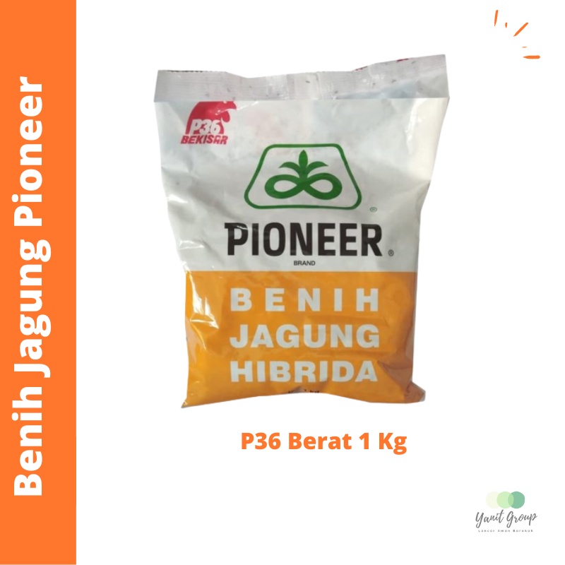 Jual Benih Jagung Pioneer P40 P 40 Dan P36 1 Kg | Shopee Indonesia
