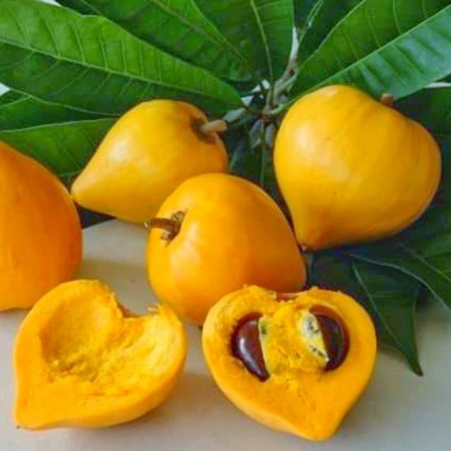 Jual Buah Alkesa 1 kg / Sawo Mentega / campoleh | Shopee Indonesia