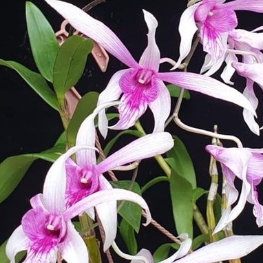 Jual Anggrek Dendrobium Caesar Jumbo | Shopee Indonesia