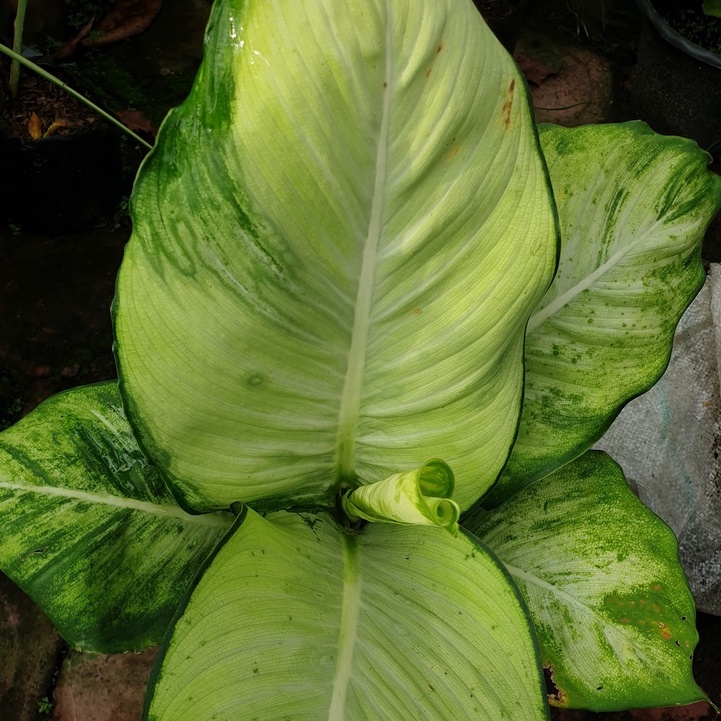 Jual Diven Tisu Bangkok-bunga aglonema tisu bangkok-diven golden ...