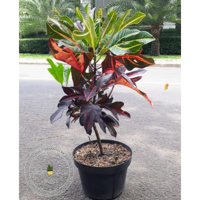 Jual Tanaman Hias Puring Zet - Pohon Puring Zet | Shopee Indonesia