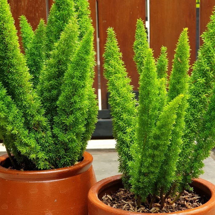 Jual Tanaman hias ekor tupai | Tanaman buntut kuda | Tanaman ekor kuda ...