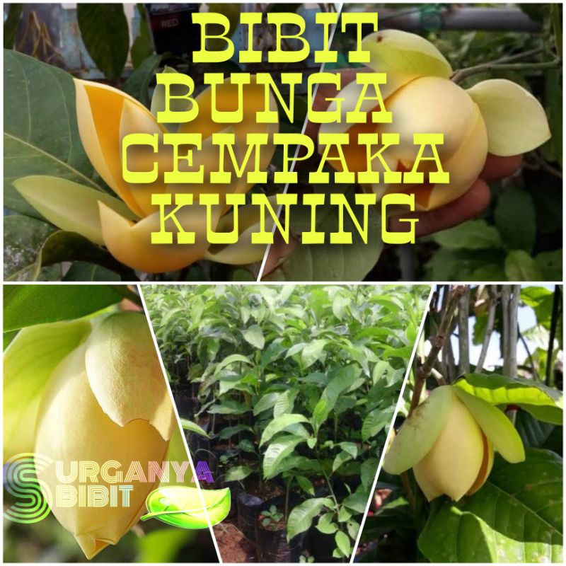 Jual BIBIT BUNGA CEMPAKA KUNING ORIGINAL | Shopee Indonesia