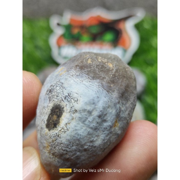 Jual MUNCANG ADU JAWA SI MOMOGI ( ANK NYONYO X MANTILI) | Shopee Indonesia