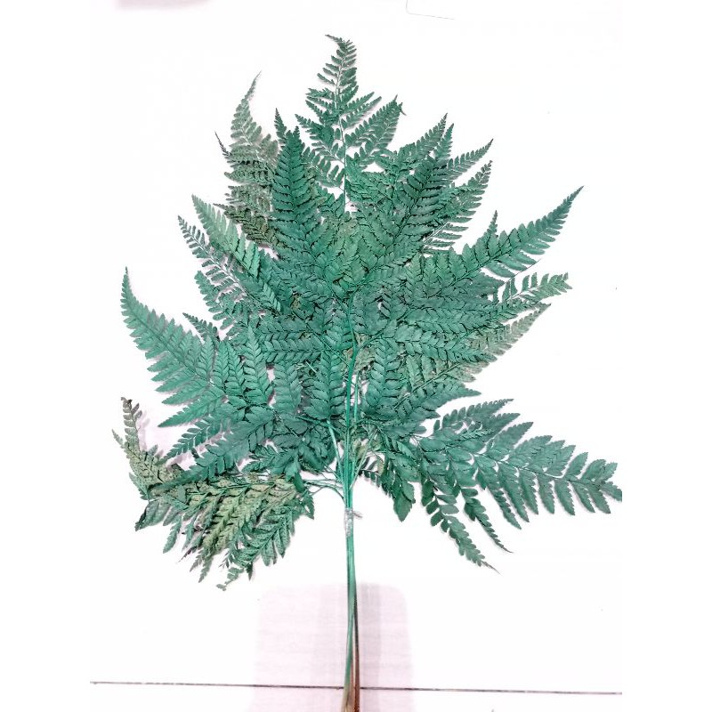 Jual DAUN PAKIS KERING HIJAU | Shopee Indonesia