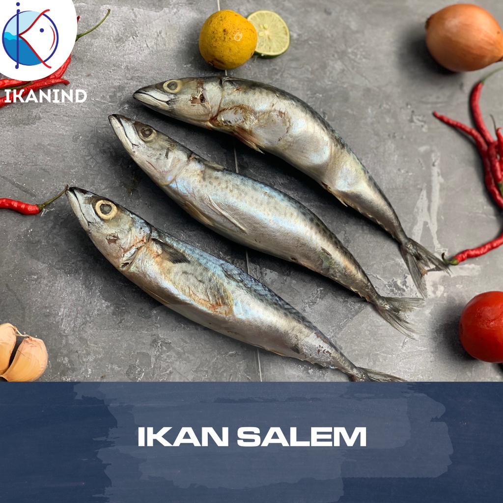 Jual Ikan Salem Segar / Ikan Segar Kiloan 3-4 ekor / pack | Shopee ...