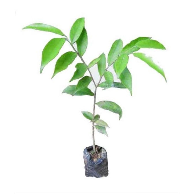 Jual Bibit Kayu Gaharu Murah/Tanaman Pohon Kayu Gaharu Super - bibit ...