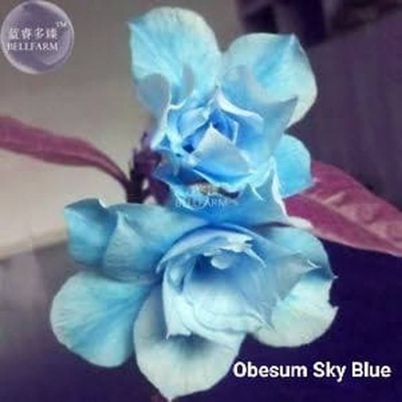 Jual PROMO Tanaman hias adenium kamboja Jepang bunga tumpuk blue ice ...