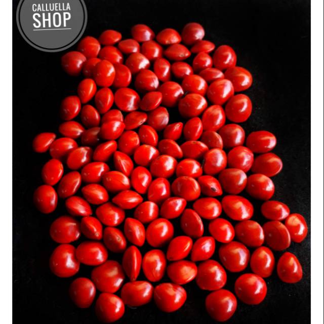 Jual BIJI SAGA / SEGA TELIK 100 gram biji bijian mozaik | BAHAN GELANG ...