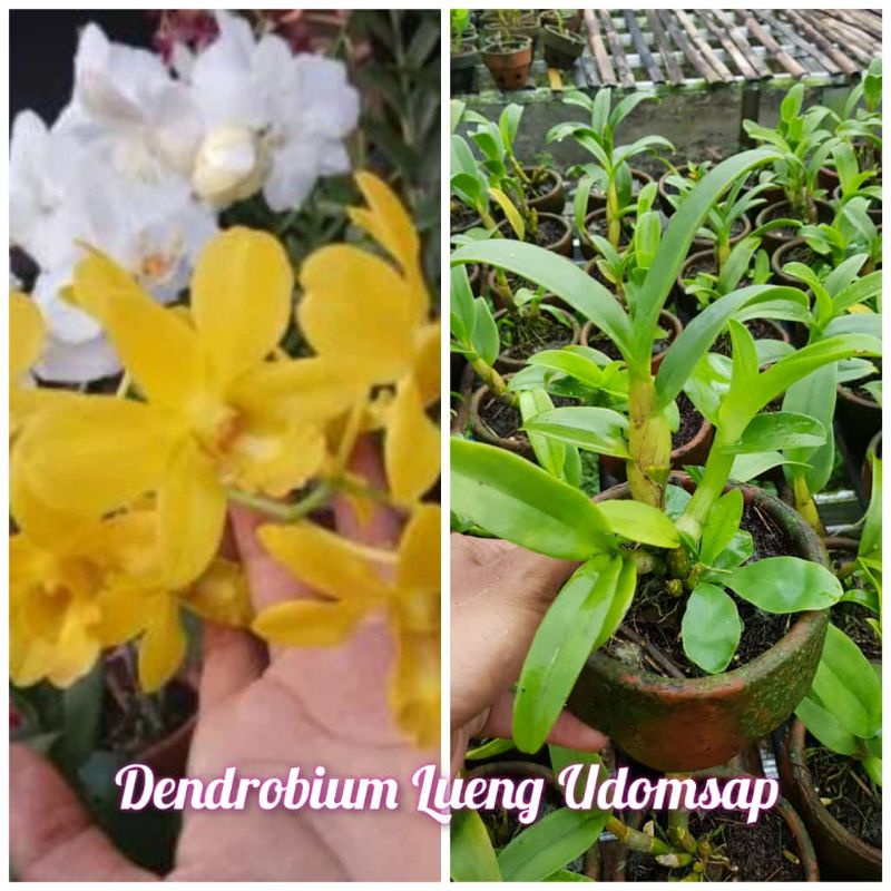 Jual Anggrek Dendrobium Lueng Udomsap Dewasa | Shopee Indonesia
