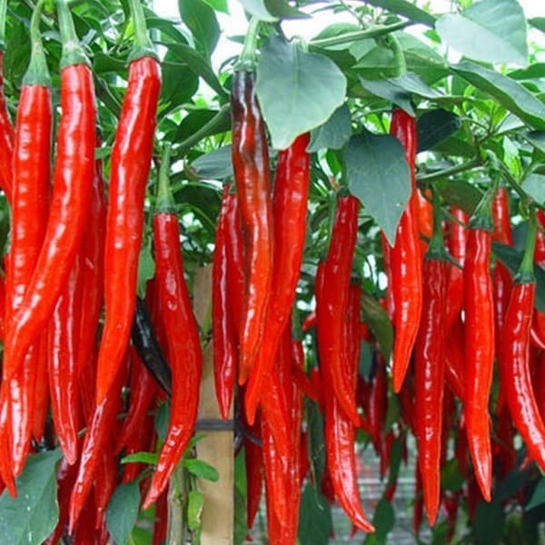Jual Seed Entrepreneur Bibit Benih Cabe Merah - 100 Butir | Shopee ...