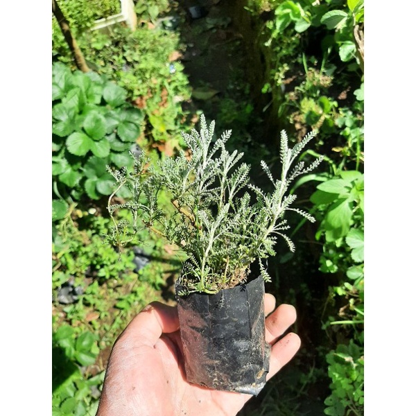 Jual BIBIT LAVENDER, TANAMAN LAVENDER | Shopee Indonesia