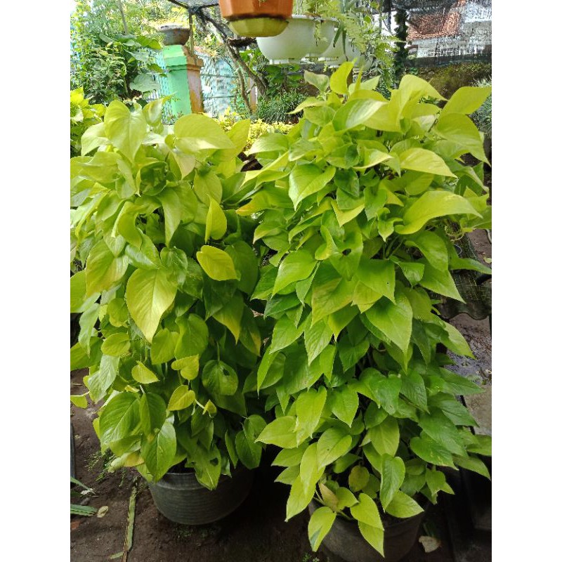 Jual Tanaman hias sirih gading lemon kuning/Sirih Kuning/SirihGading ...