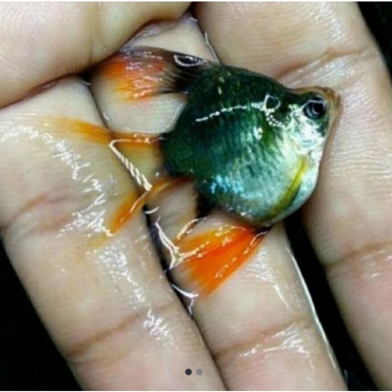 Jual ikan hias green tiger barb balon slayer | Shopee Indonesia
