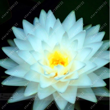 Jual Benih Bibit biji Bunga Teratai Lotus Bonsai Mini Dwarf Warna ...