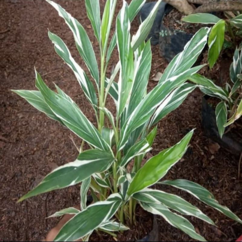 Jual Tanaman Honje Varigata Pohon Kecombrang Variegata Shopee Indonesia