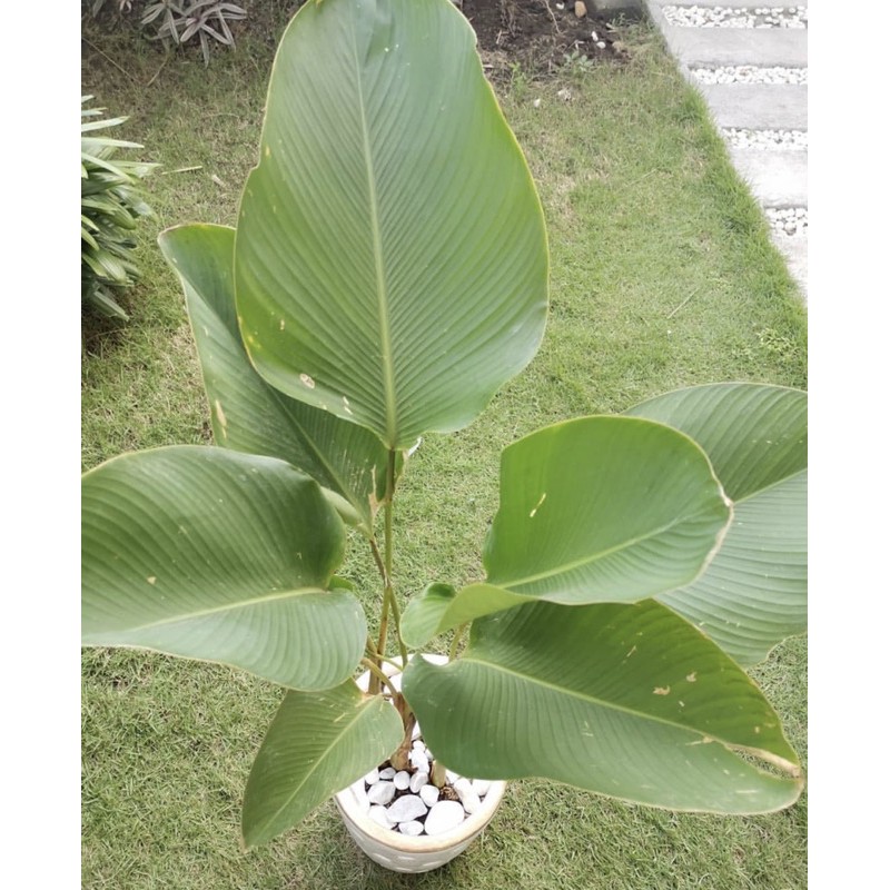 Jual Tanaman Hias Pisang Pisangan Lutea Pisang Bali Pisang Kipas