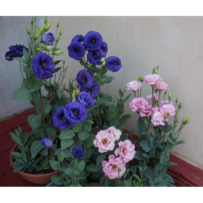 Jual bunga lisianthus / mawar tanpa duri | Shopee Indonesia