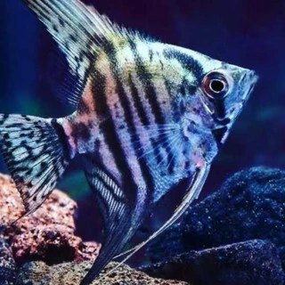 Jual manfish pinoy Harga Terbaik & Termurah Juni 2024 | Shopee Indonesia