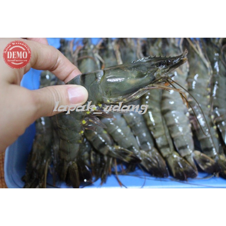 Jual Udang Segar Udang Jumbo Fresh Windu Pancet Tiger | Shopee Indonesia