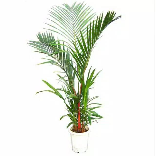 Jual Biji benih tanaman pinang palem merah (5 biji) | Shopee Indonesia