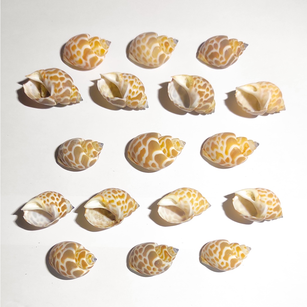 Jual Cangkang Kerang & Keong Laut | Bahan Kerajinan & Dekorasi | Shopee ...