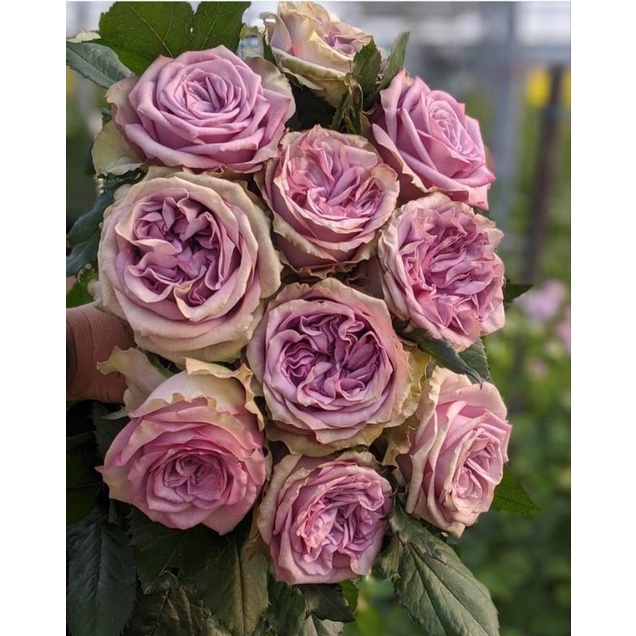 Jual Tanaman Hidup Bunga Mawar Import Dolcetto - Mawar import murah ...