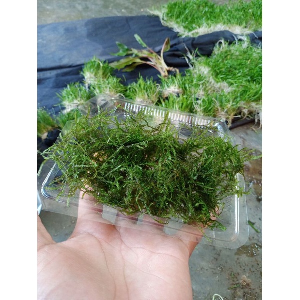 Jual mos peacok bahan jual per mika pul daun air tanaman aquascape ...