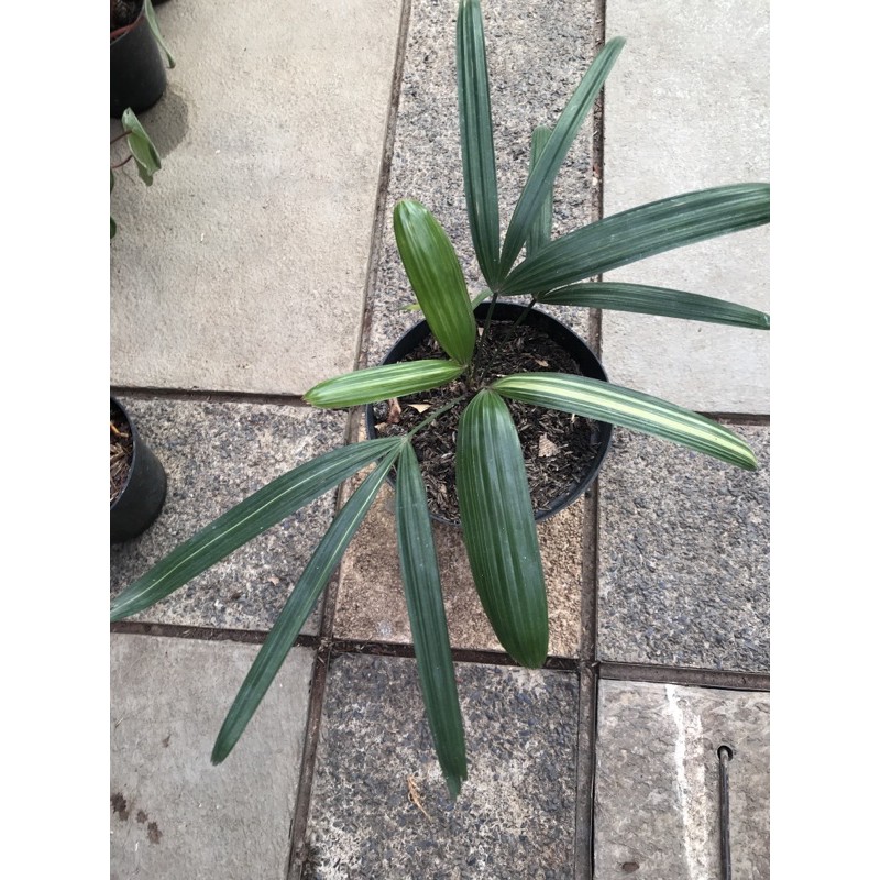 Jual palem waregu varigata | Shopee Indonesia