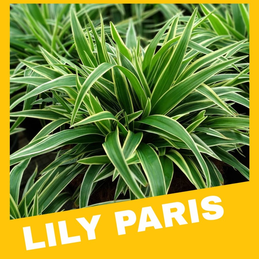 Jual Lily Paris Tanaman Hias Spider Plant | Shopee Indonesia