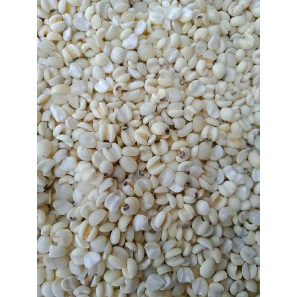Jual BARLEY/BIJI JALI JALI LOKAL/HANJELI SUPER 1KG | Shopee Indonesia