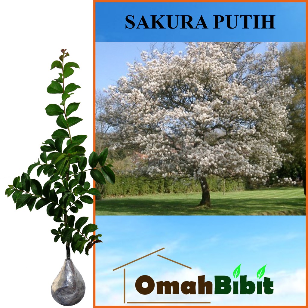 Jual Tanaman Bunga Sakura Putih / White Crape Myrtle (Tinggi 40-50 cm ...