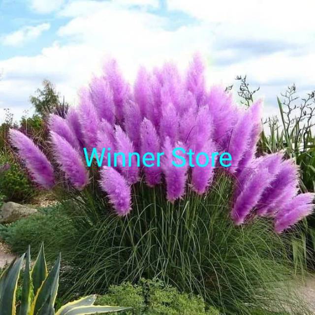 Jual Bibit Benih Rumput Pampas Grass Ungu (5 Butir) | Shopee Indonesia