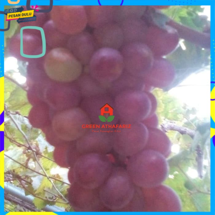 Jual Asli Bibit Anggur Ruby Seedless Grafting | Shopee Indonesia