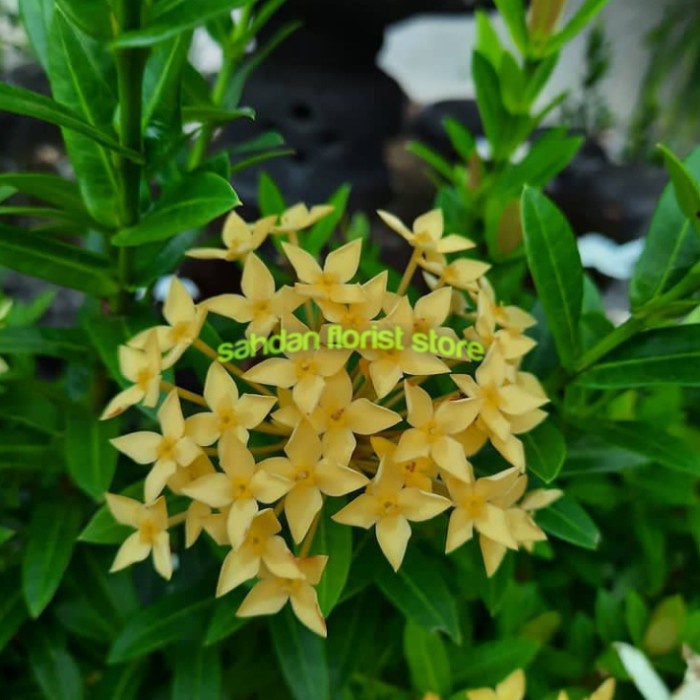 Jual pohon soka bunga kuning / tanaman hias / bunga asoka / pohon asoka ...