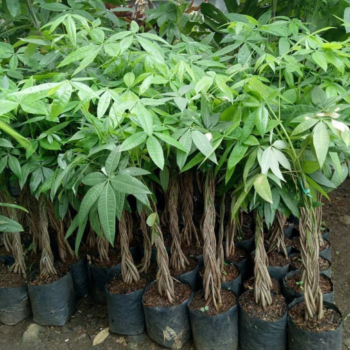 Jual Tanaman Hias Pachira Kepang 9 - Money Tree | Shopee Indonesia