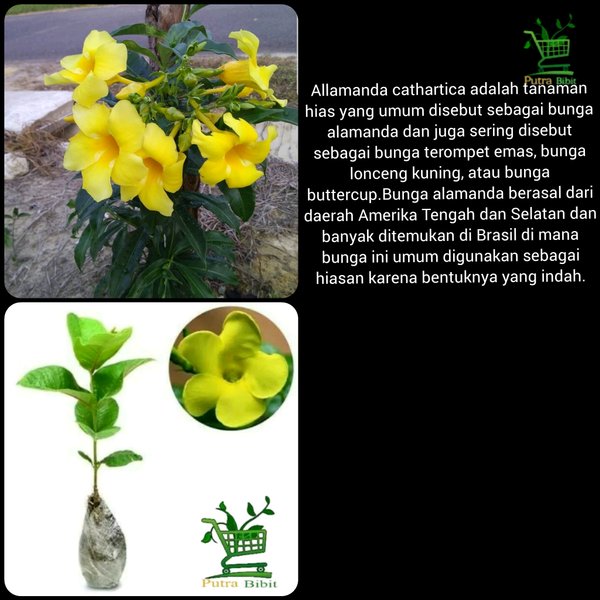 Jual Tanaman Hias Bunga Alamanda Kuning - Bibit Pohon Rambat Allamanda ...
