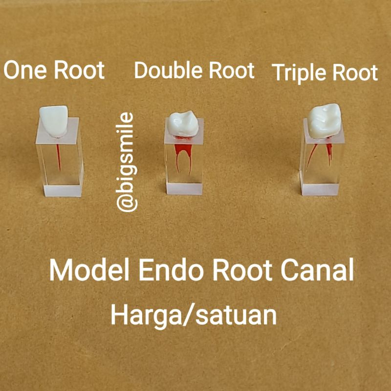 Jual Endo Training Block Dental Model Endodontic Endo Root Canal ...
