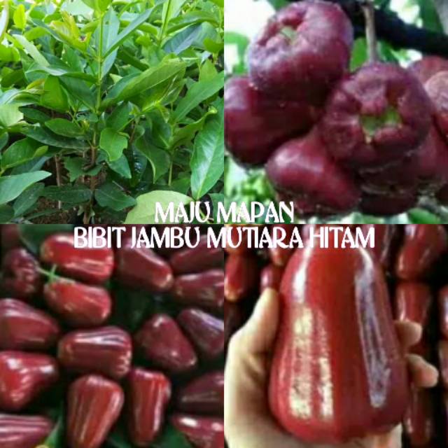 Jual BIBIT JAMBU AIR MUTIARA HITAM ASLI OKULASI | Shopee Indonesia
