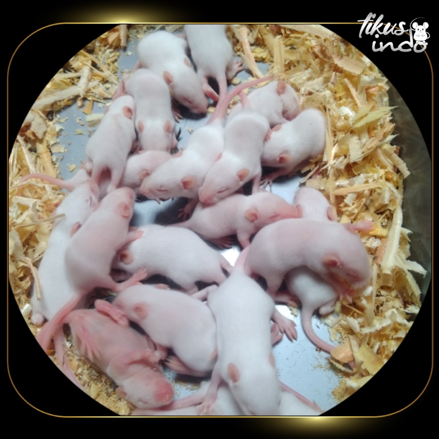 Jual Tikus Putih Pinkbul / Mencit Pinkbul (pinkies bulu) | Shopee Indonesia