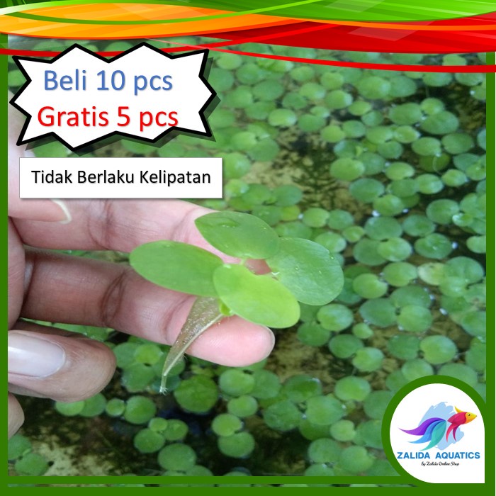 Jual AMAZON FROGBIT/TANAMAN AIR FROGBIT/TANAMAN APUNG FROGBIT AQUASCAPE ...