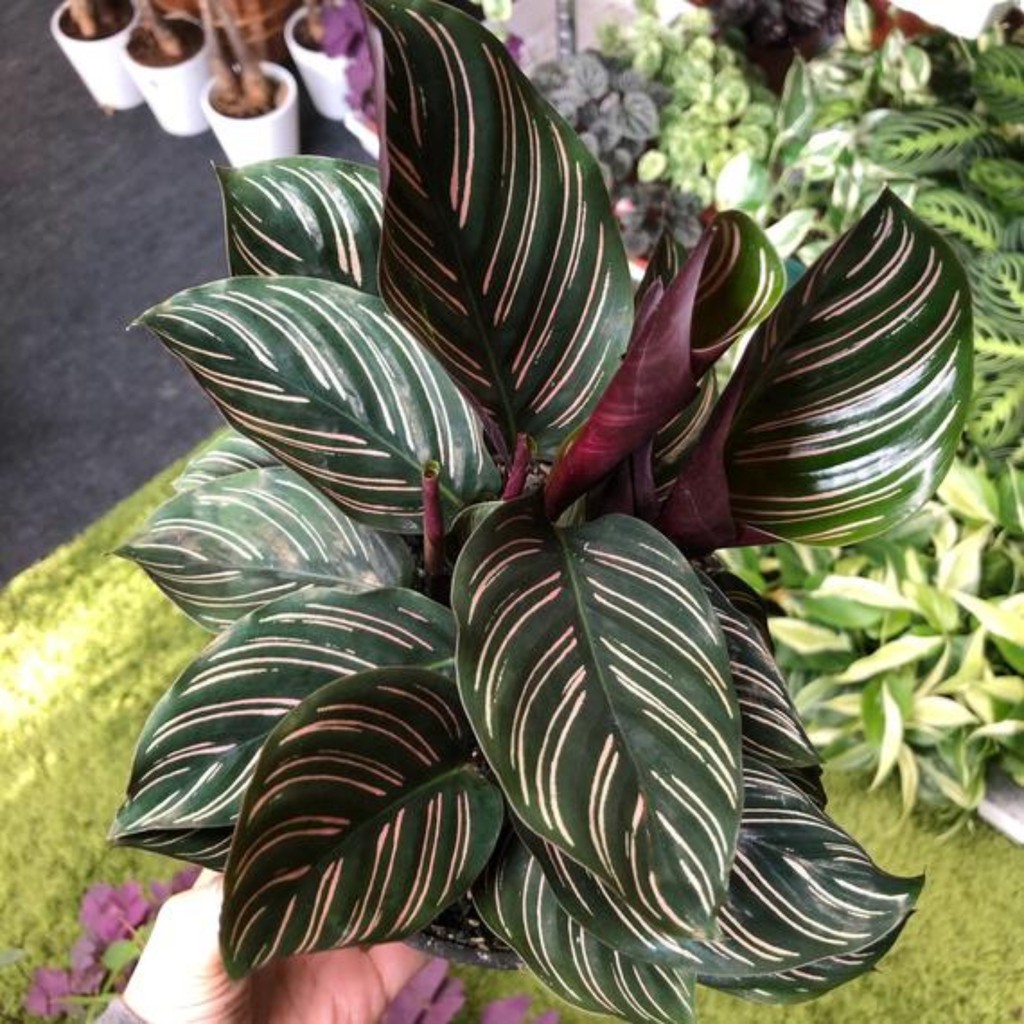 Jual calathea ornata pin strip - calathea ornata | Shopee Indonesia